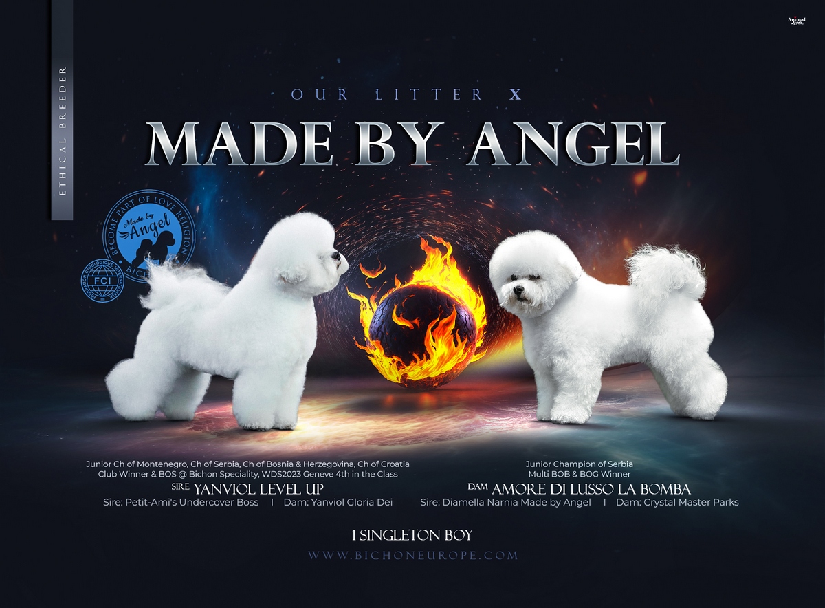 X-litter – Bichon Frise Made by Angel